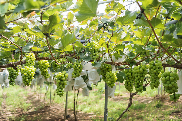 이미지포털 아이클릭아트