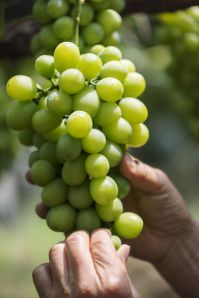 이미지포털 아이클릭아트