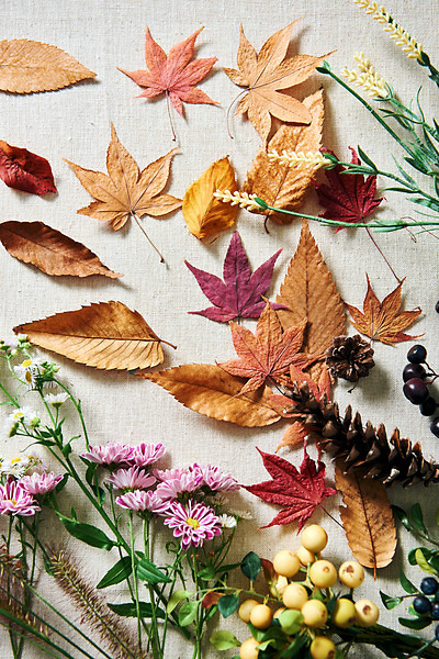 이미지포털 아이클릭아트