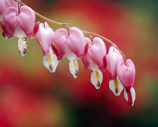 이미지포털 아이클릭아트