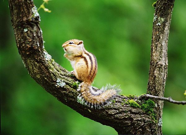 이미지포털 아이클릭아트