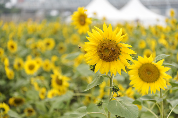 이미지포털 아이클릭아트