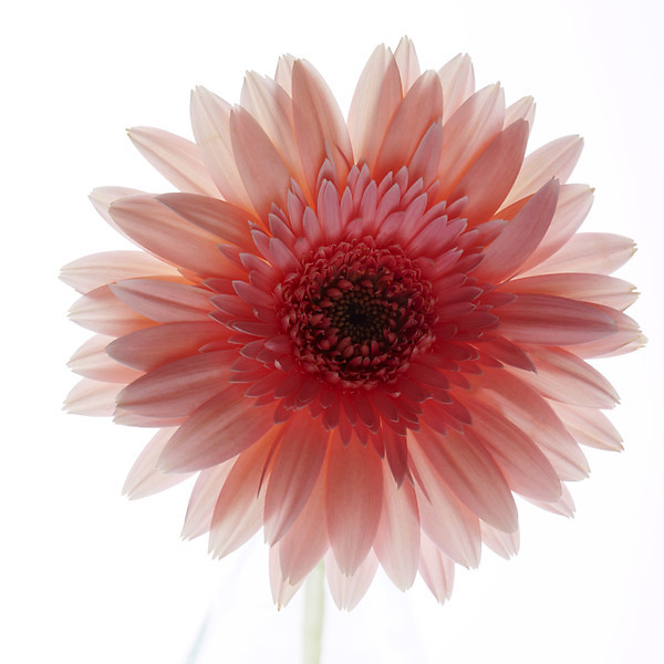 이미지포털 아이클릭아트